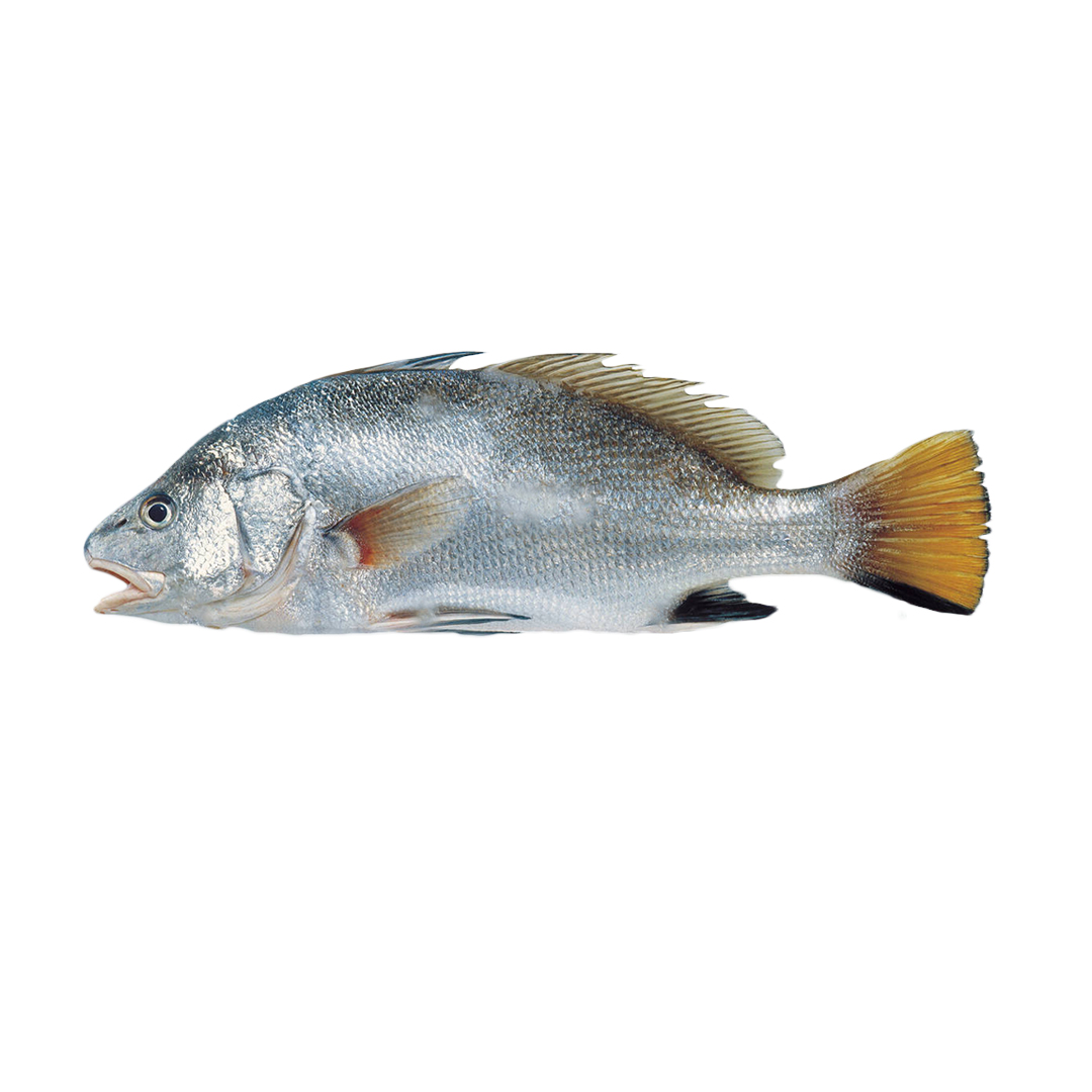 Products – Cole's Seafood